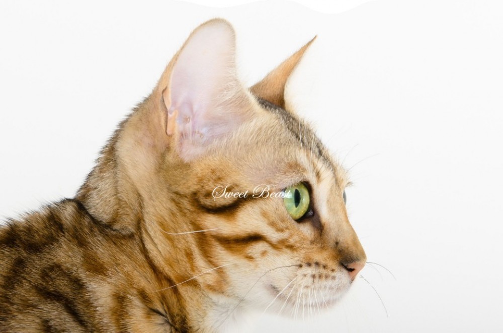 Sweet-beast.com | Bengal | Grandcanyoncat, Walensiya