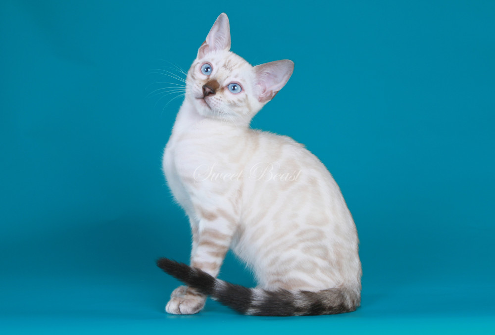 Sweet-beast.com | Bengal | Cirbi